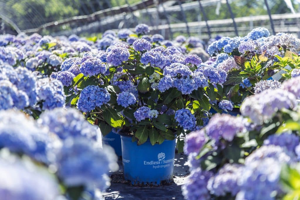 Wholesale Hydrangeas, Trees, Shrubs | Petitti Family Farms