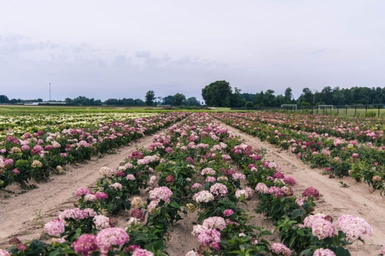 Wholesale Bare-Root Hydrangeas | Petitti Family Farms